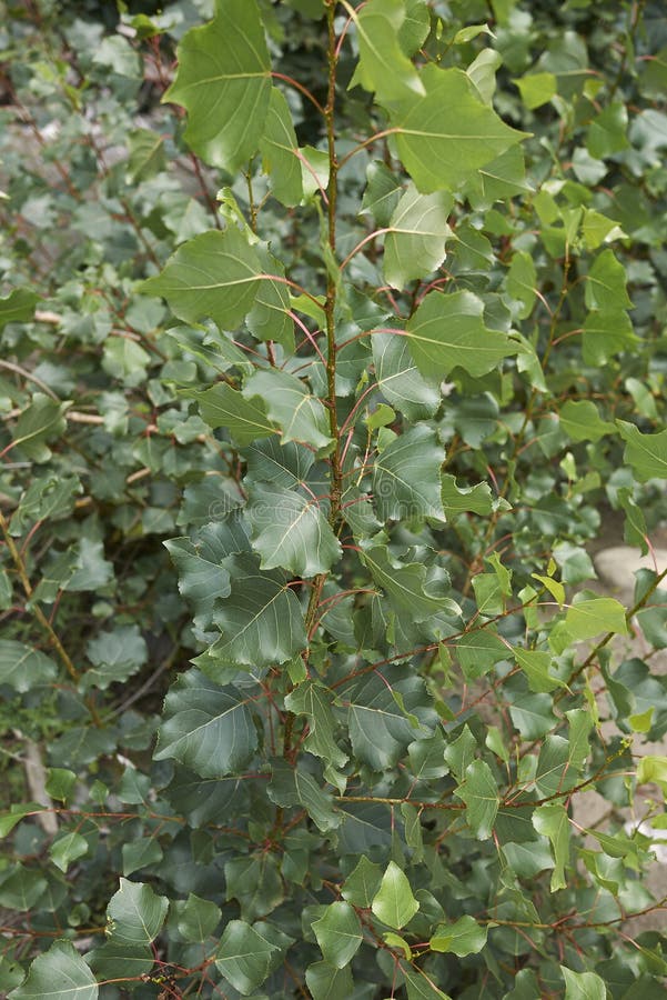 Populus Nigra Leaf