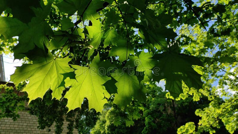 Fresh Foliage of Spring Maple Tree Isolated on Sunny Clear Blue Sky ...