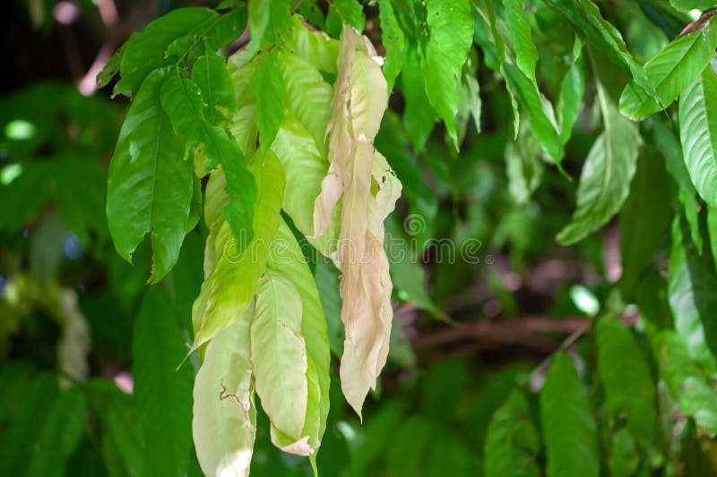 Fresh Foliage of a Yellow Saraca, Saraca Thaipingensis Stock Image ...