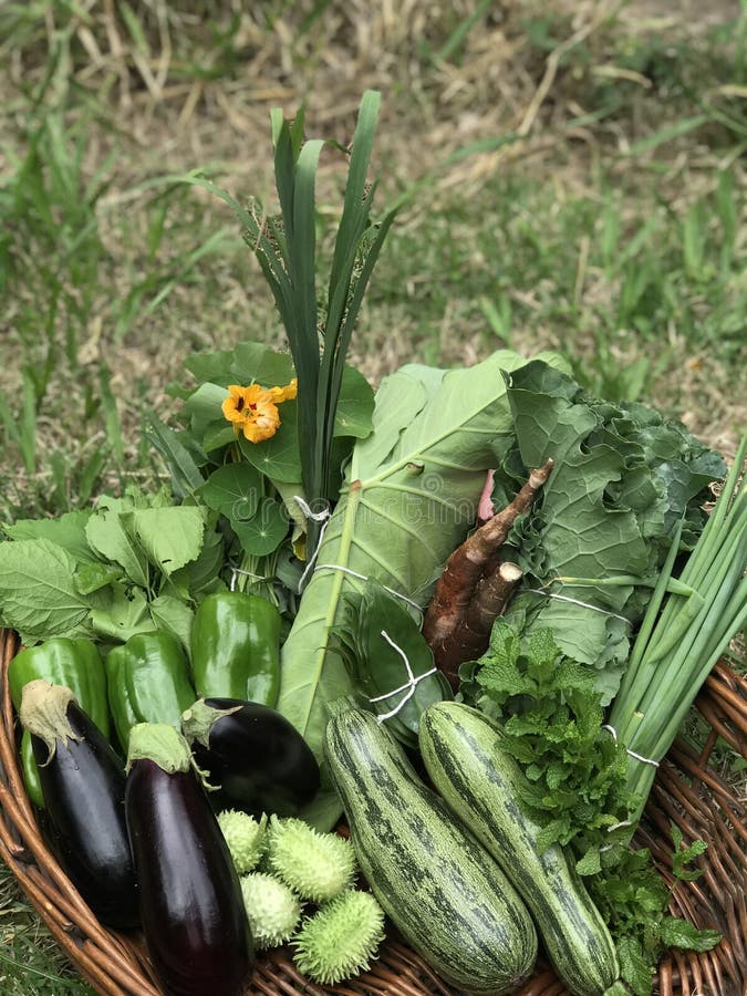 Fresh food stock image. Image of zucchini, cabbage, mint - 168251947