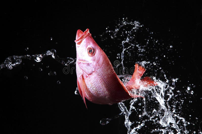 Fresh Food stock image. Image of freshness, splashing - 92220409