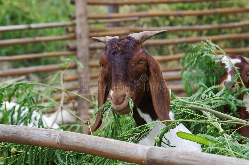 Fresh food for goats stock image. Image of fold, country - 75624935