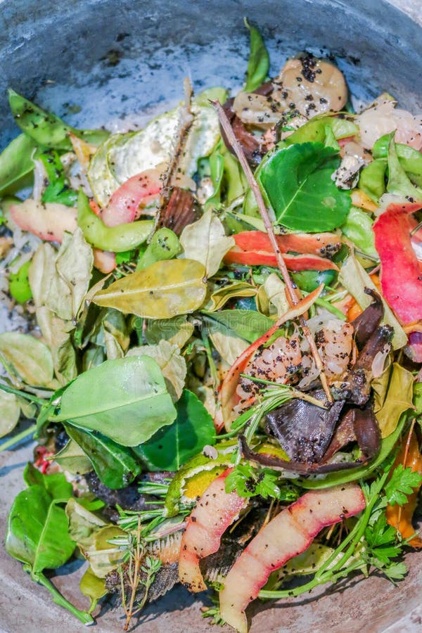 Kitchen composting bin stock image. Image of peelings - 16107361