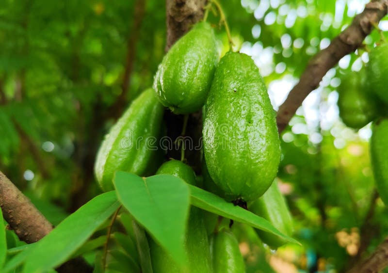 Fresh Forefinger Fruit Still on the Tree Stock Image - Image of plant ...