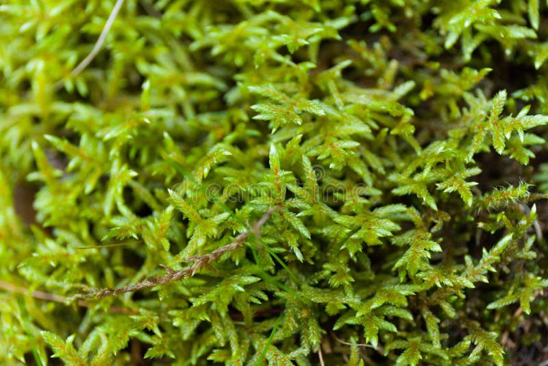 Fresh Forest Green Garden, Freshness Herb Background Stock Photo ...