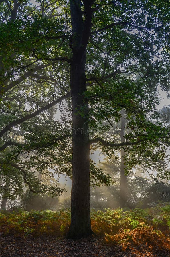 Fresh Forest stock image. Image of life, morning, green - 48260107