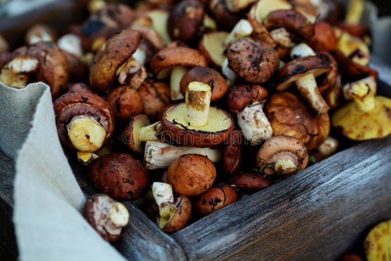 Fresh Forest Mushrooms in Crate Stock Image - Image of mushroom, autumn ...