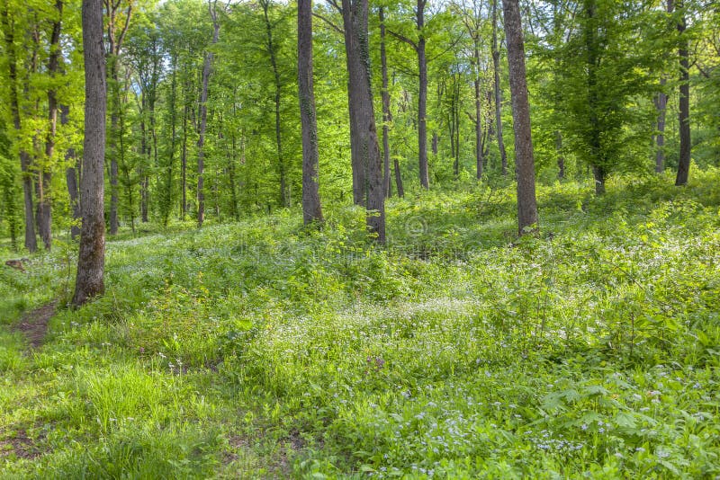 Fresh forest nature stock image. Image of sunny, grass - 146004173