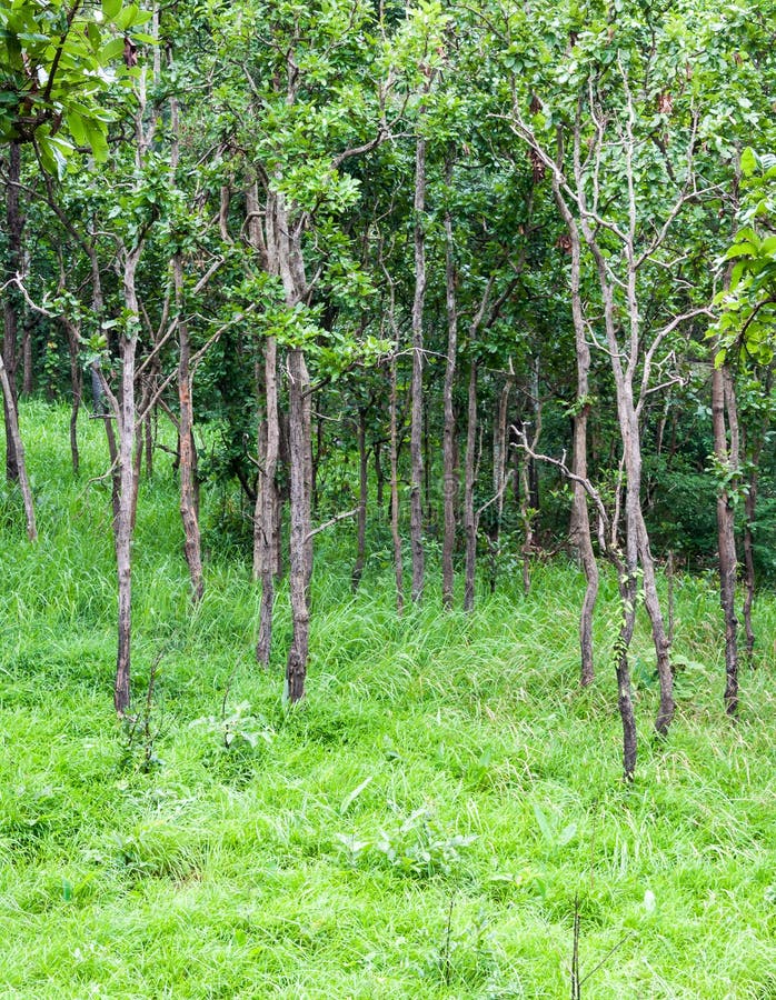 Fresh forest stock photo. Image of countryside, natural - 47204024