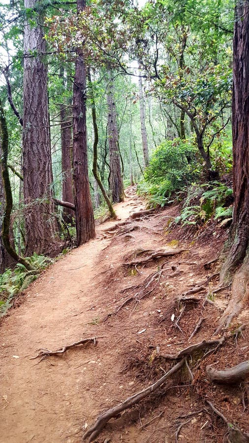 Fresh Forest Scent with Tall Trees Stock Image - Image of beautiful ...