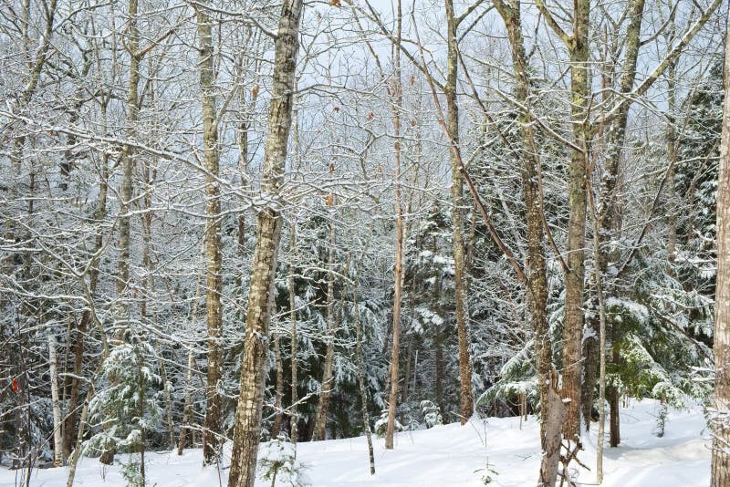 Fresh Forest snowfall stock image. Image of beautiful - 39525529