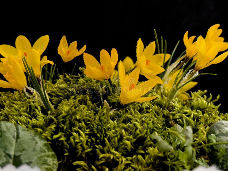Fresh and Fragrant Crocus Flowers in Yellow Color Stock Photo - Image ...