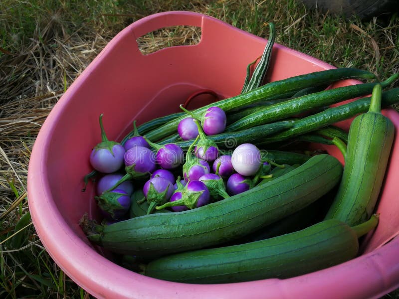 Fresh Fragrant Zucchini and Purple Eggplant from Plantation Stock Image ...