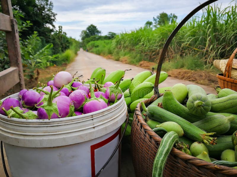 Fresh Fragrant Zucchini and Purple Eggplant from Plantation Stock Photo ...