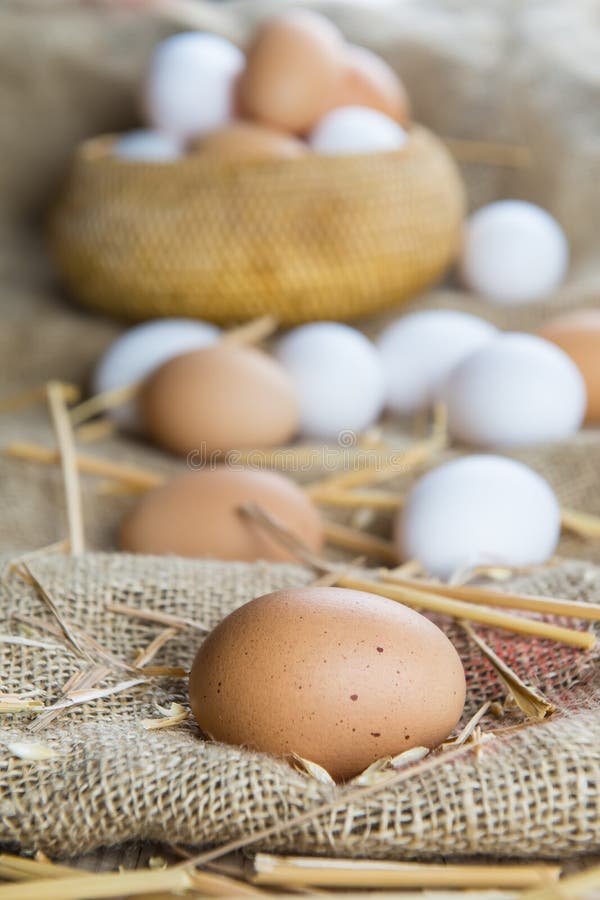 Fresh free range eggs stock photo. Image of henhouse - 40637702