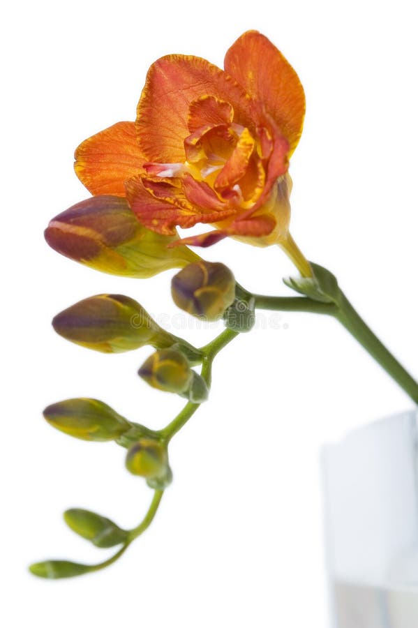 Orange freesia flower stock image. Image of close, nature - 13221147