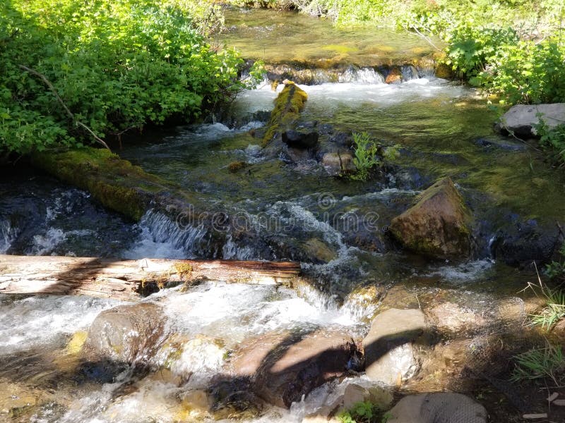 Fresh stock photo. Image of forest, fresh, spring, hylight - 151831248