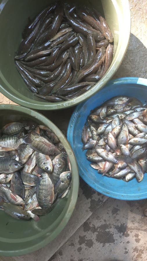Fresh Freshwater Fish in Three Containers Stock Photo - Image of food ...