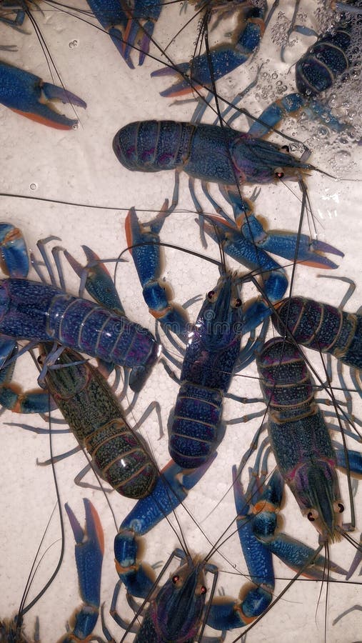 Fresh Freshwater Shrimp are Bright Blue in Color Stock Image - Image of ...