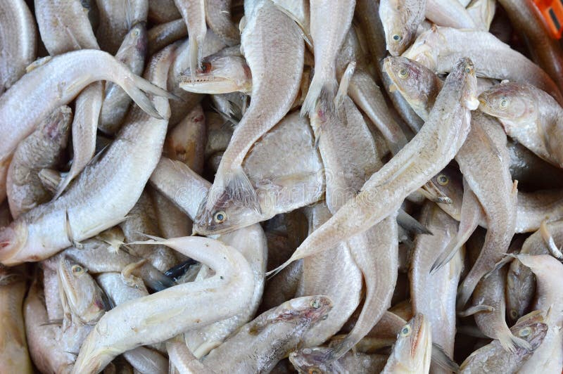 Fresh Frish stock image. Image of ingredient, industry - 30178269