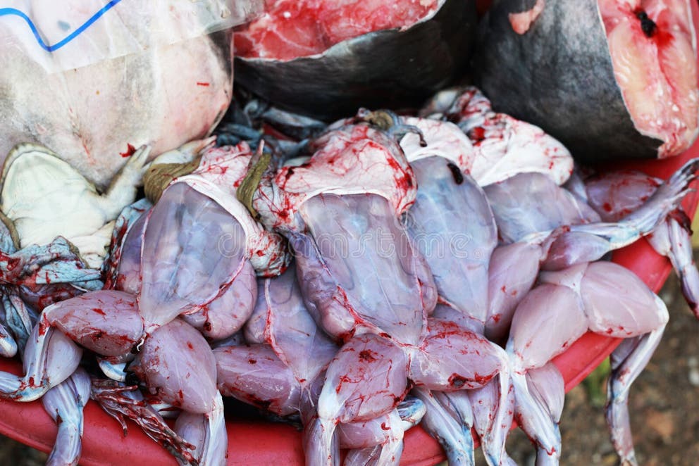 Fresh Frog Meat in the Market. Stock Photo - Image of reptile, natural ...