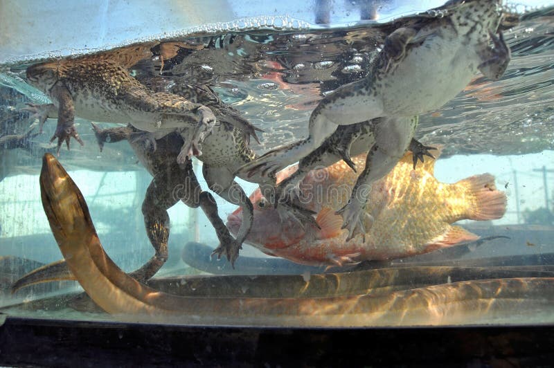 Fresh Frogs in a Fish Market Stock Photo - Image of mollusc, fish: 36574800