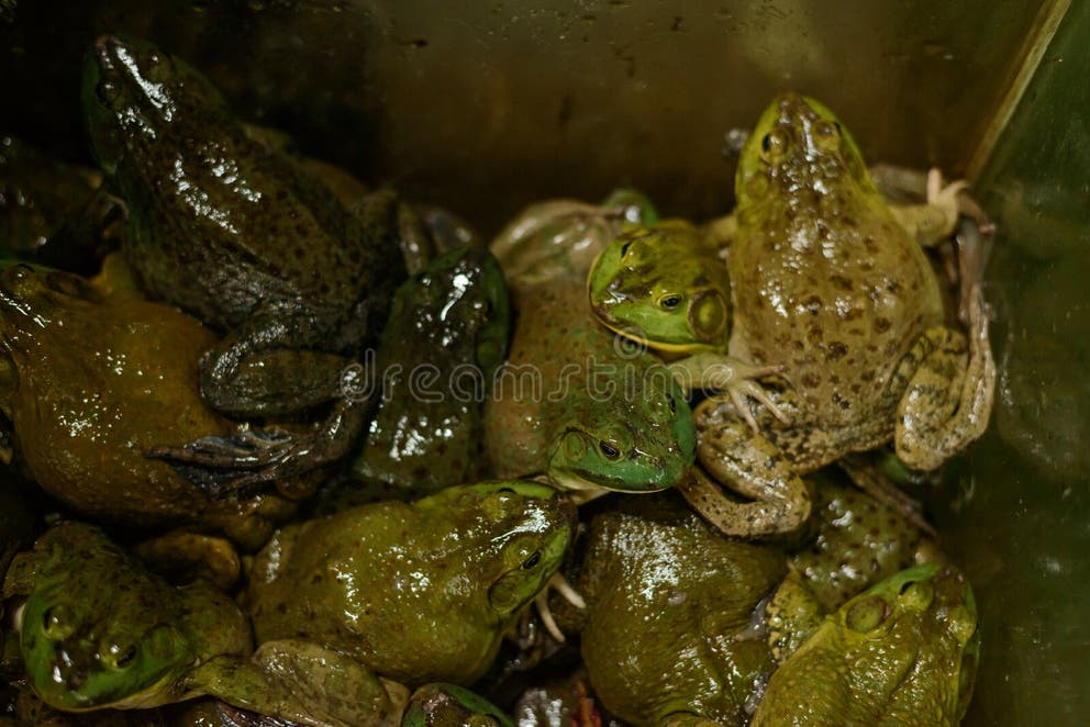 Fresh frogs in the market stock photo. Image of korean - 139896552