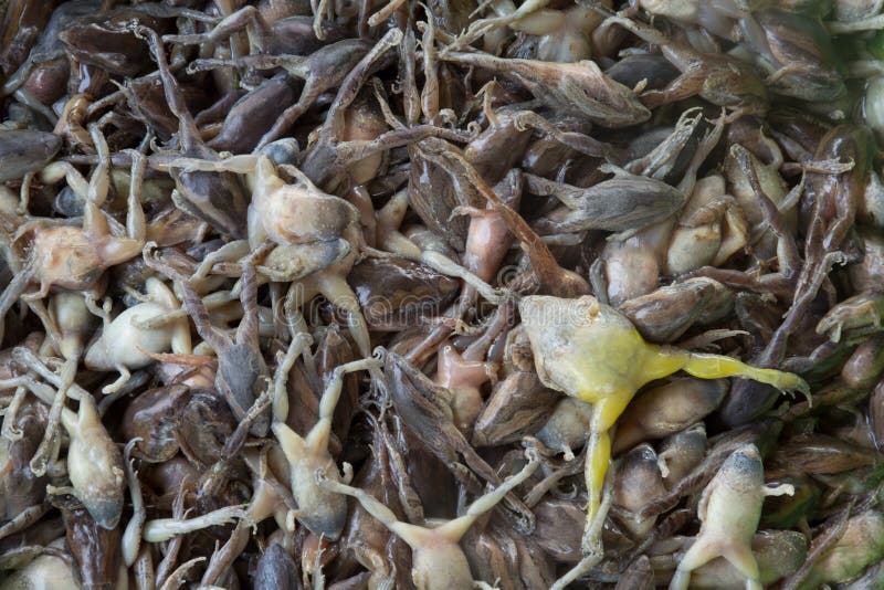 Fresh Frogs Meat in the Market. Stock Photo - Image of group ...