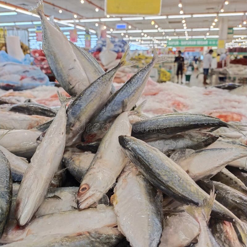 Fresh Frozen Fish stock image. Image of food, fish, frozen - 211300589