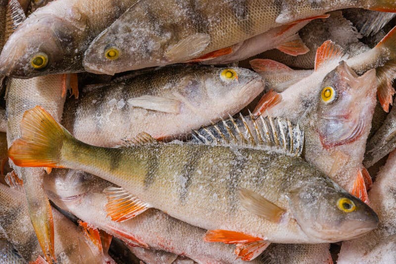 Fresh frozen fish. Perch stock photo. Image of cool - 180077140