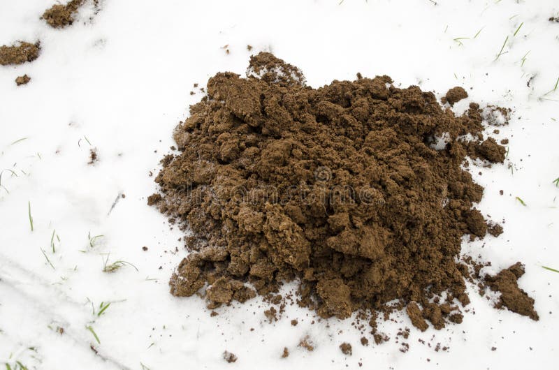 Mole in molehill stock image. Image of molehill, ground - 55379895