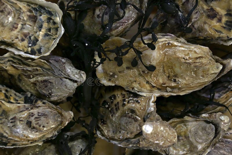 Fresh frozen seafood. stock photo. Image of tasty, healthy - 64437224