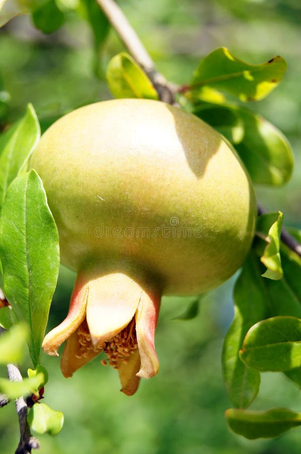 Fresh fruit stock photo. Image of delicious, grenadine - 20481396