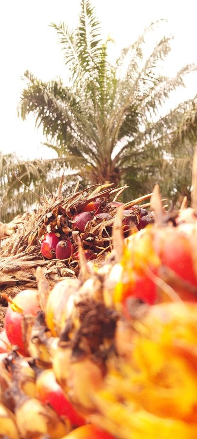 Fresh Fruit Bunch of Palm Oil Stock Image - Image of bunch, palm: 261827909