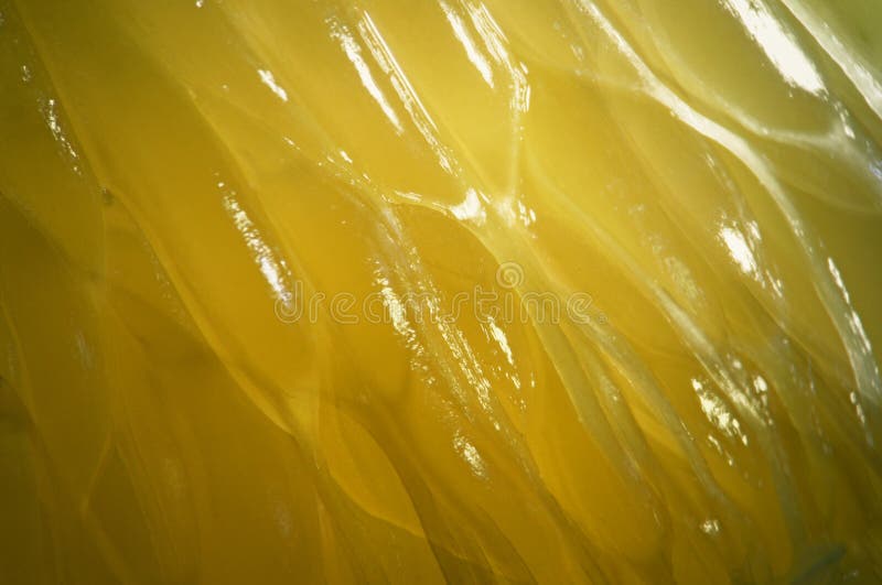 Fresh Fruit Citrus Orange Cell Structure by Microscope Stock Image ...