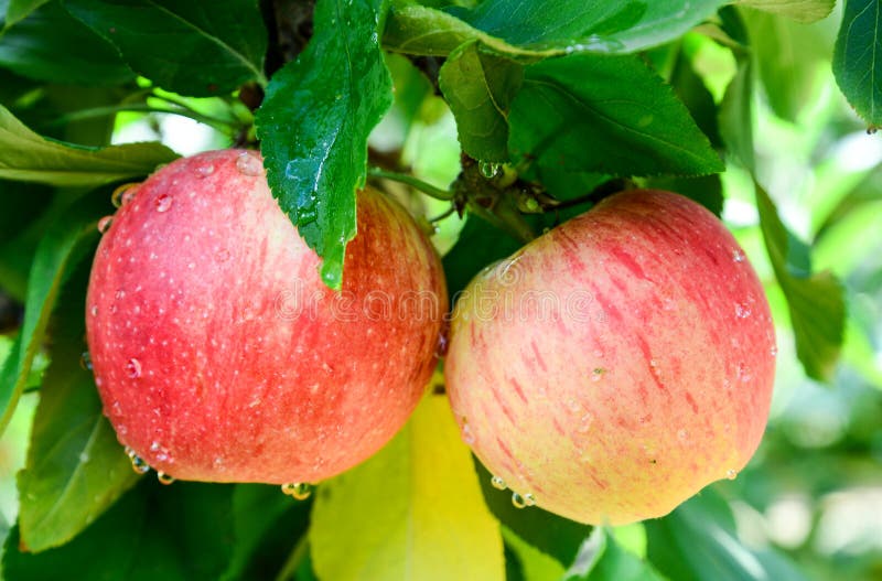 Fresh fruit in farm stock image. Image of jona, nature - 77060389