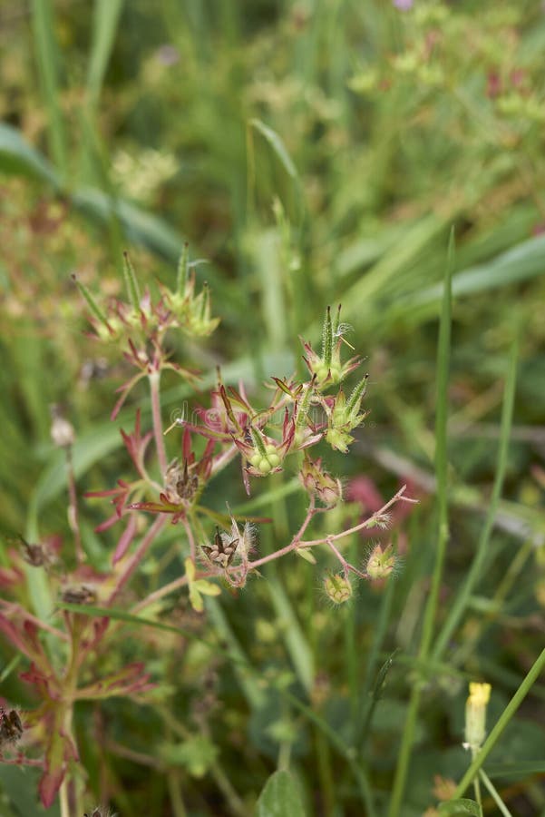 Geranium Dissectum Close Up Stock Image - Image of beauty, cutleaved ...