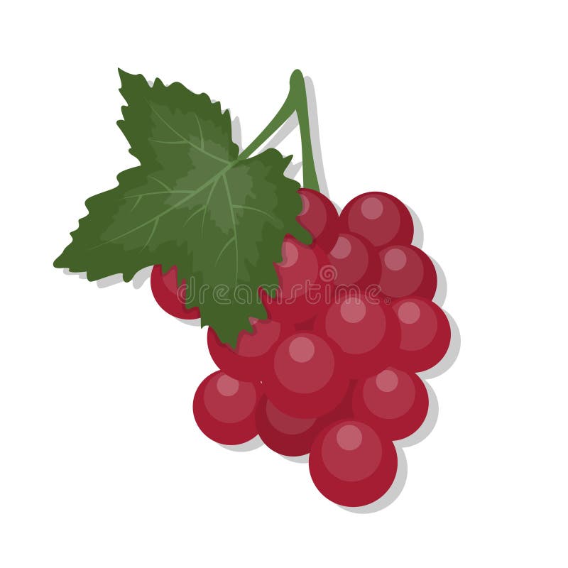 Fresh Fruit Grape and Leaf Vine Cartoon Illustration Stock Vector ...