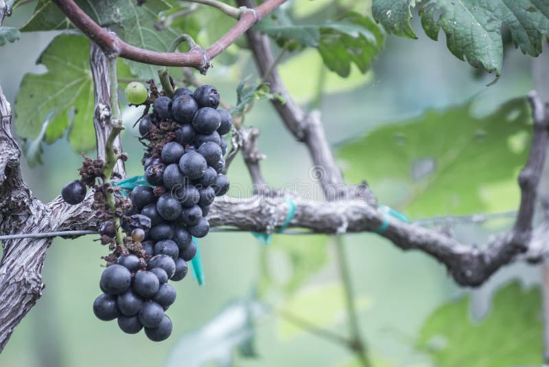 Grape ripened in the fall. stock photo. Image of landscape - 119255544