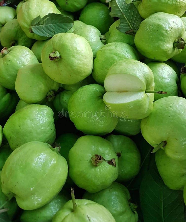 Fresh Fruit Guavas. Green Raw Fruit Stock Image - Image of berry, shrub ...
