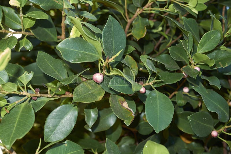 Ficus microcarpa close up stock photo. Image of botanical - 217620362
