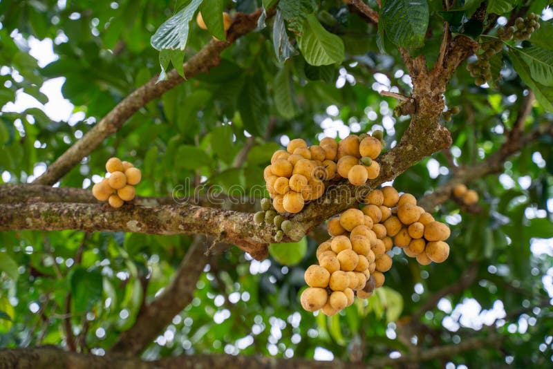 A Fresh Fruit Longkong and Leaf on the Longkong Tree in the Harvest ...