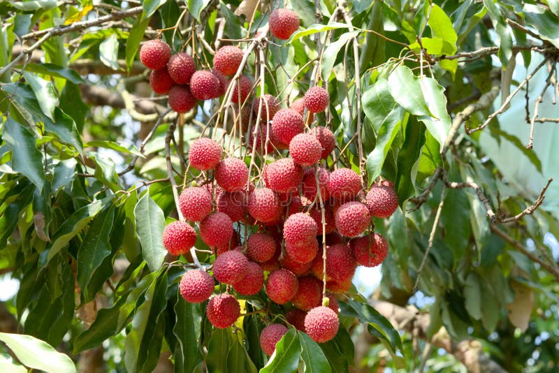 A Fresh Fruit Lychee and Leaf on the Lychee Tree. Stock Image - Image ...