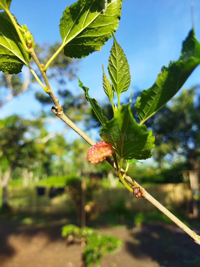 Fresh Fruit in Morning Sunrise Nice and Calming View Stock Image ...