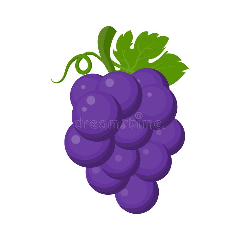 Fresh Fruit Purple Grape with Green Leaf Vine Cartoon Vector Isolated ...
