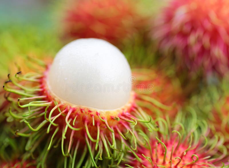 Fruit Rambutan Indonesian Asian Stock Image - Image of fruit, rambutan ...