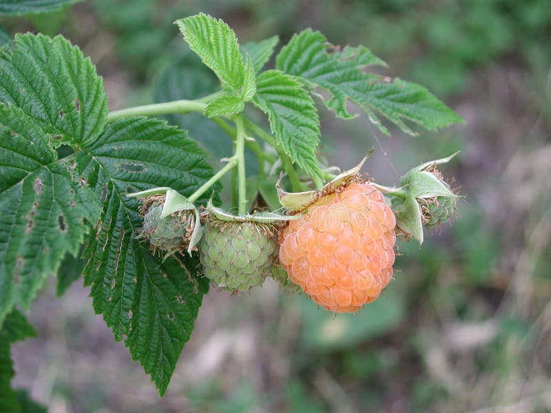 Fresh Fruit of Rubus Idaeus Stock Image - Image of leaves, berries ...