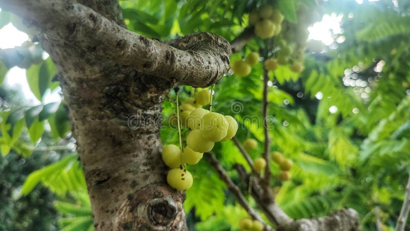Fresh Fruit Still Hanging on the Tree Stock Photo - Image of hanging ...