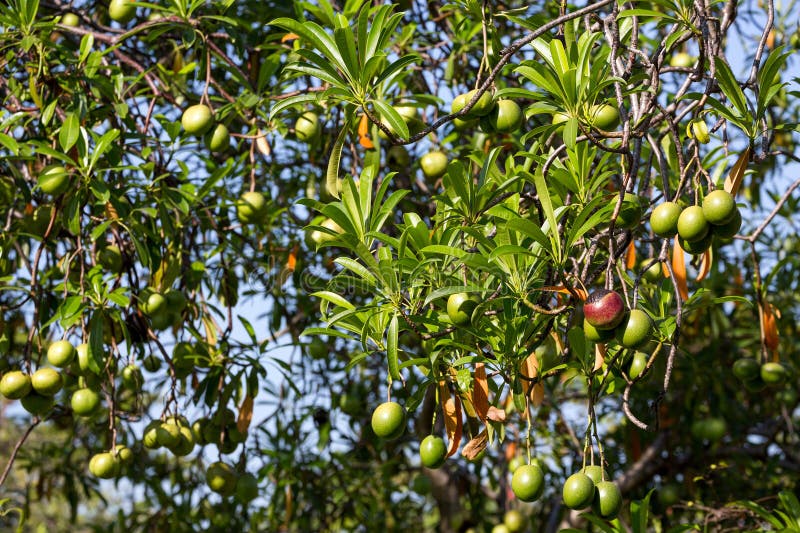 Pong Pong Tree S Fruits and Flowers, a Highly Toxic Plant Grown Widely ...