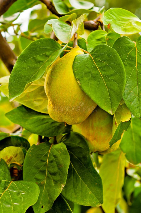 Fresh fruit on the tree stock photo. Image of citrus - 23133292